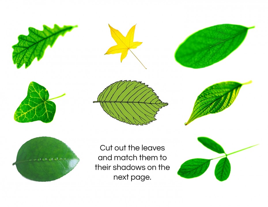 Leaf Activities - Moms Have Questions Too
